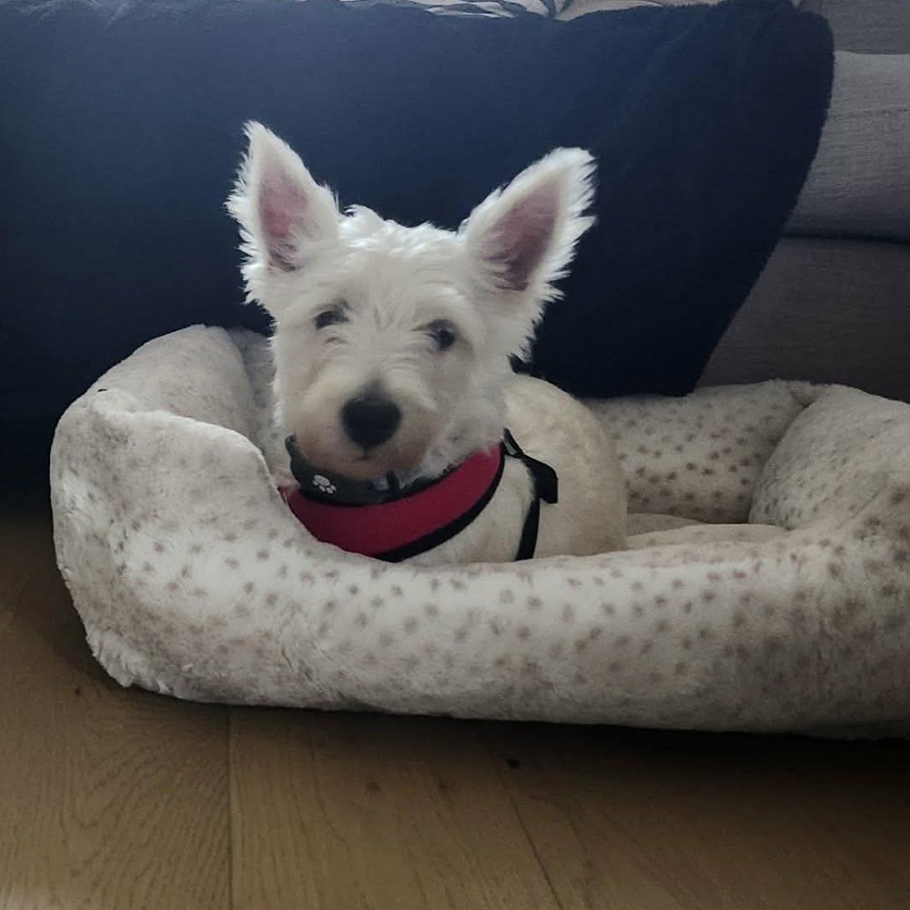 Coco – Save Me Dog Rescue